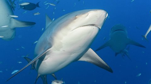 Haifisch-Schuppen als Vorbild: Neue Lösung gegen Kalk | BR24