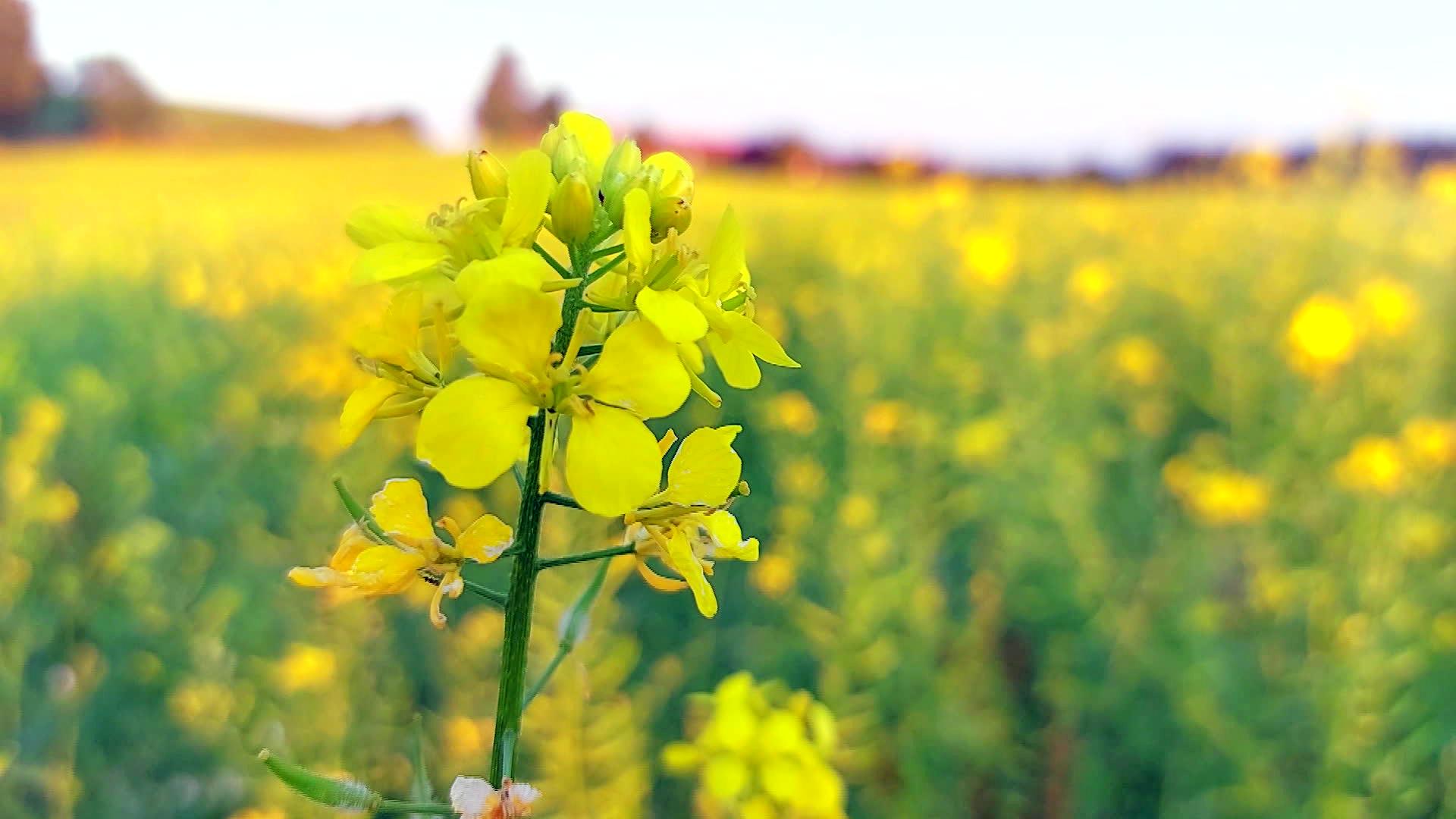 Mehr als eine Zwischenfrucht : Senf aus Bayern