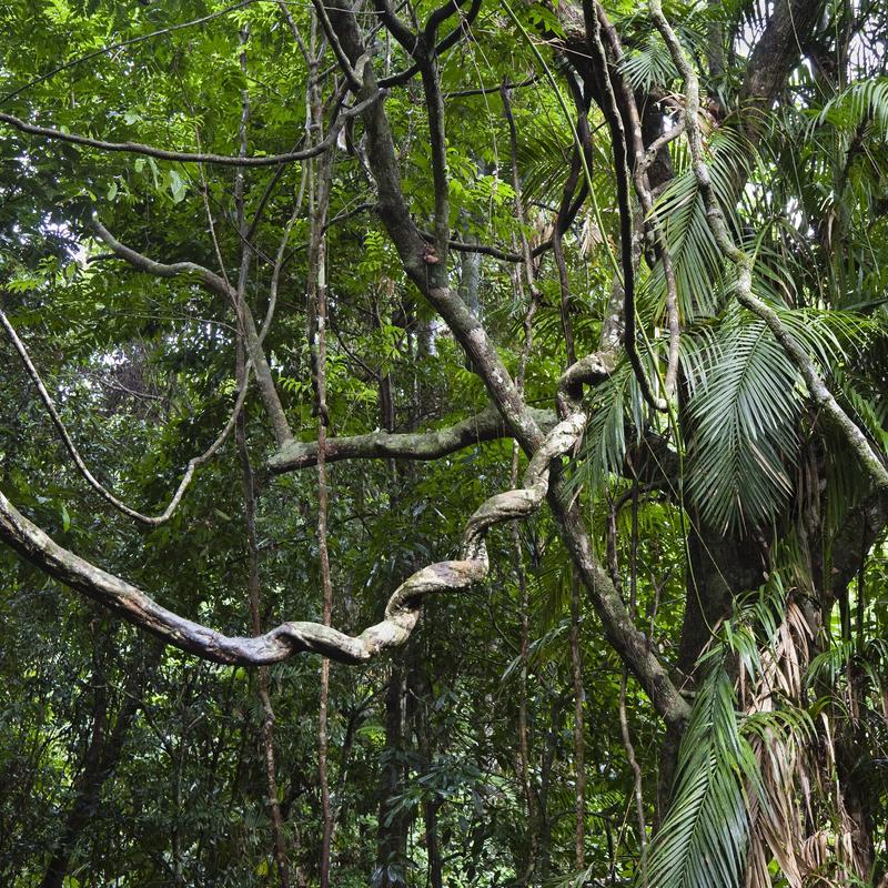 Lianen - Unverwüstliche Kletterkünstler - Radiowissen | BR Podcast