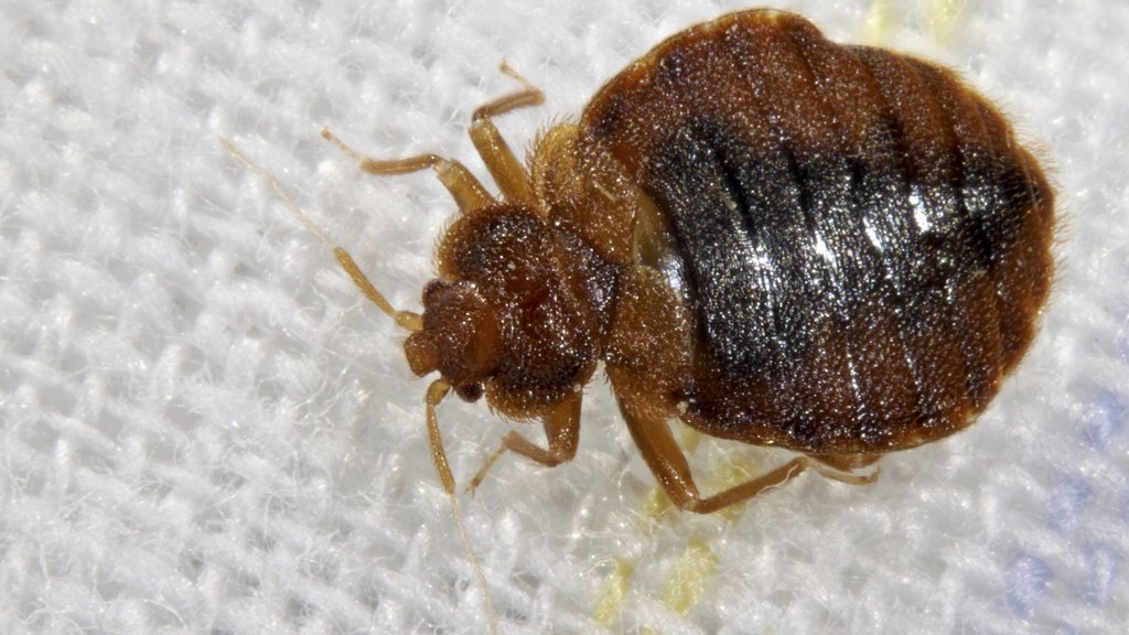 Bettwanzen erkennen und bekämpfen: So schützen Sie sich | BR24