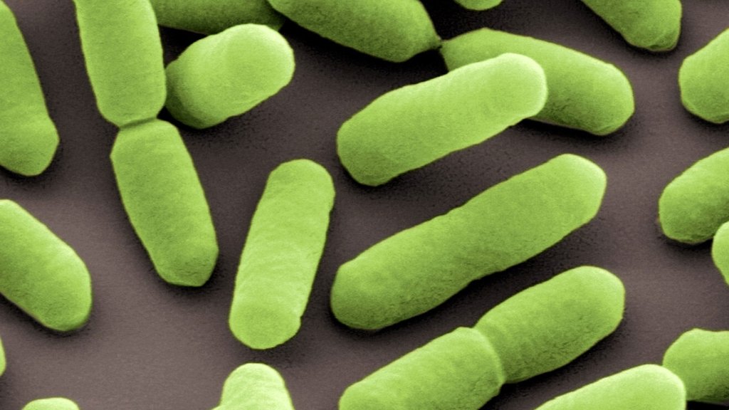 Listerien: Wie gefährlich sind sie und wie schütze ich mich? | BR24