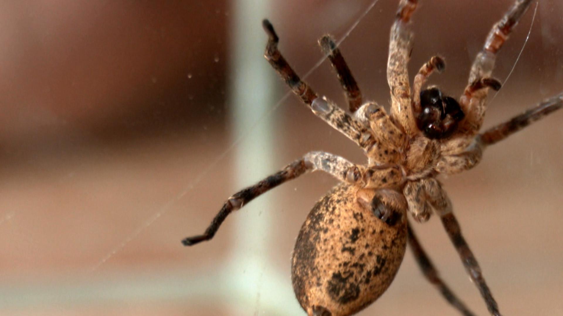 Nosferatu-Spinne, Sittiche, Tigermücke: 11 Invasive Tierarten – EMXE
