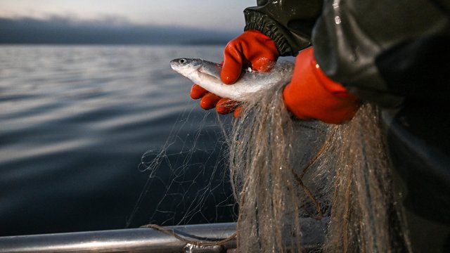 Erleichterung für Fischer: Dürfen wieder Bodensee-Felchen fangen | BR24