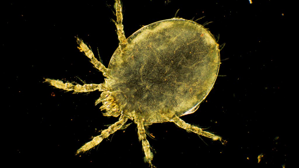 Grasmilben im Garten: Bisse erkennen und Juckreiz bekämpfen | BR24