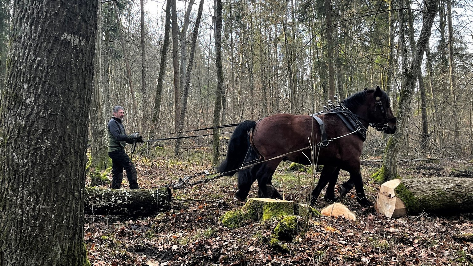 Mit vier PS im Wald: Bodenschonendes Holzrücken mit Pferden | BR24