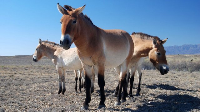 Renaturierung eines Ökosystems: Wildpferde retten die Steppe | BR24