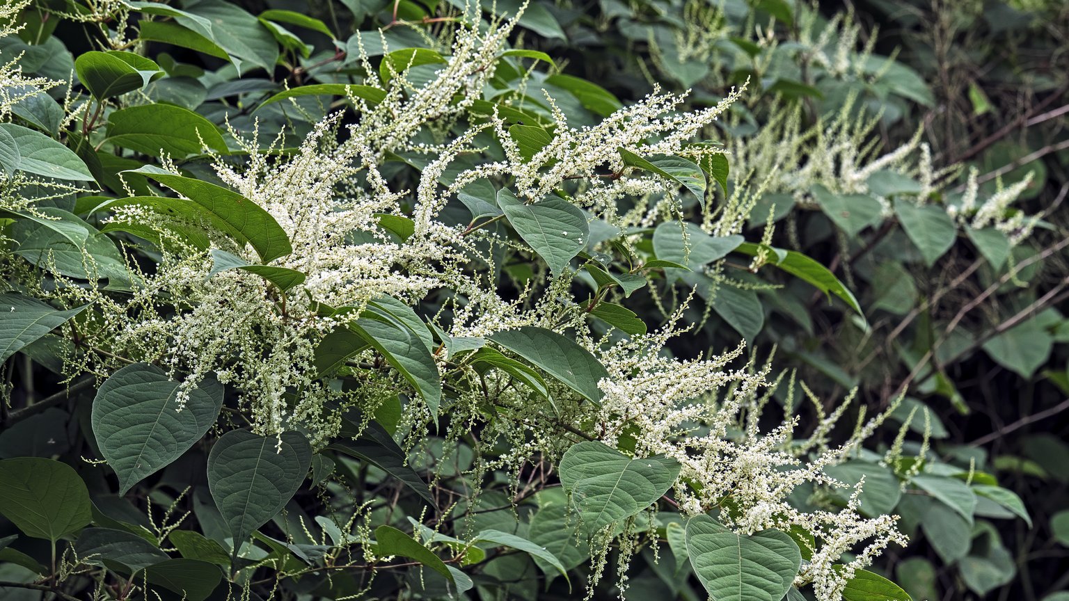 Invasive Arten: Das kann man gegen sie tun | BR24