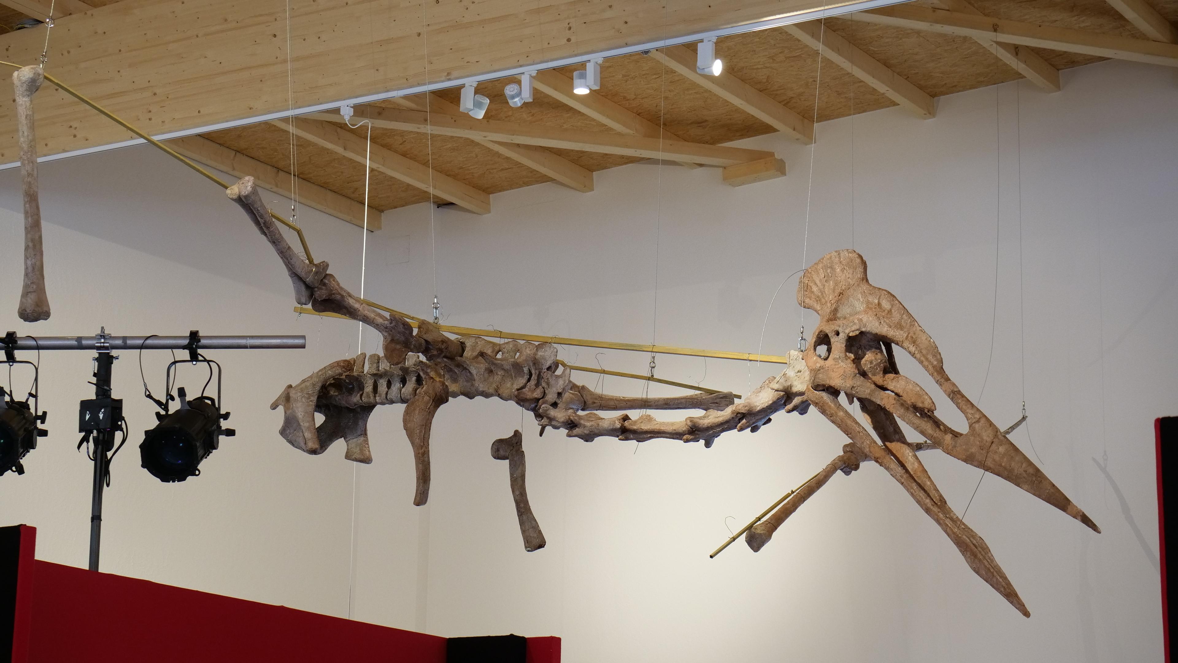 Ein Rochen namens Jochen – der erste seiner Art im Altmühltal | BR24