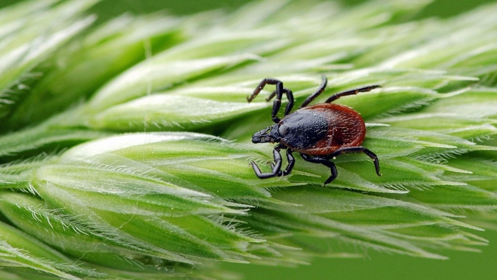 Grasmilben im Garten: Bisse erkennen und Juckreiz bekämpfen | BR24