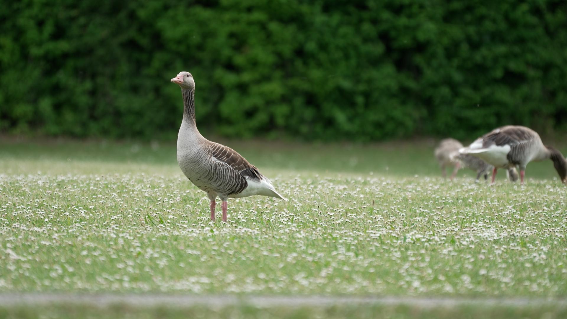 Erlabrunner See: Helfen Laser gegen die Gänse-Plage? | BR24