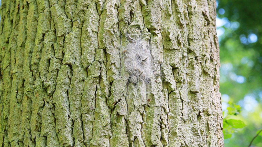 Wie gefährlich ist der Eichenprozessionsspinner wirklich? | BR24