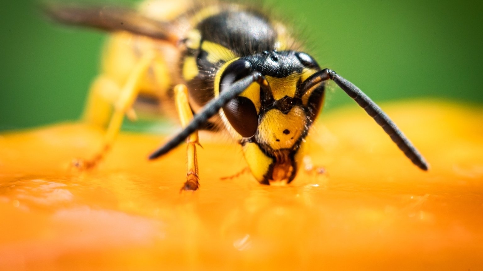 Grasmilben im Garten: Bisse erkennen und Juckreiz bekämpfen | BR24
