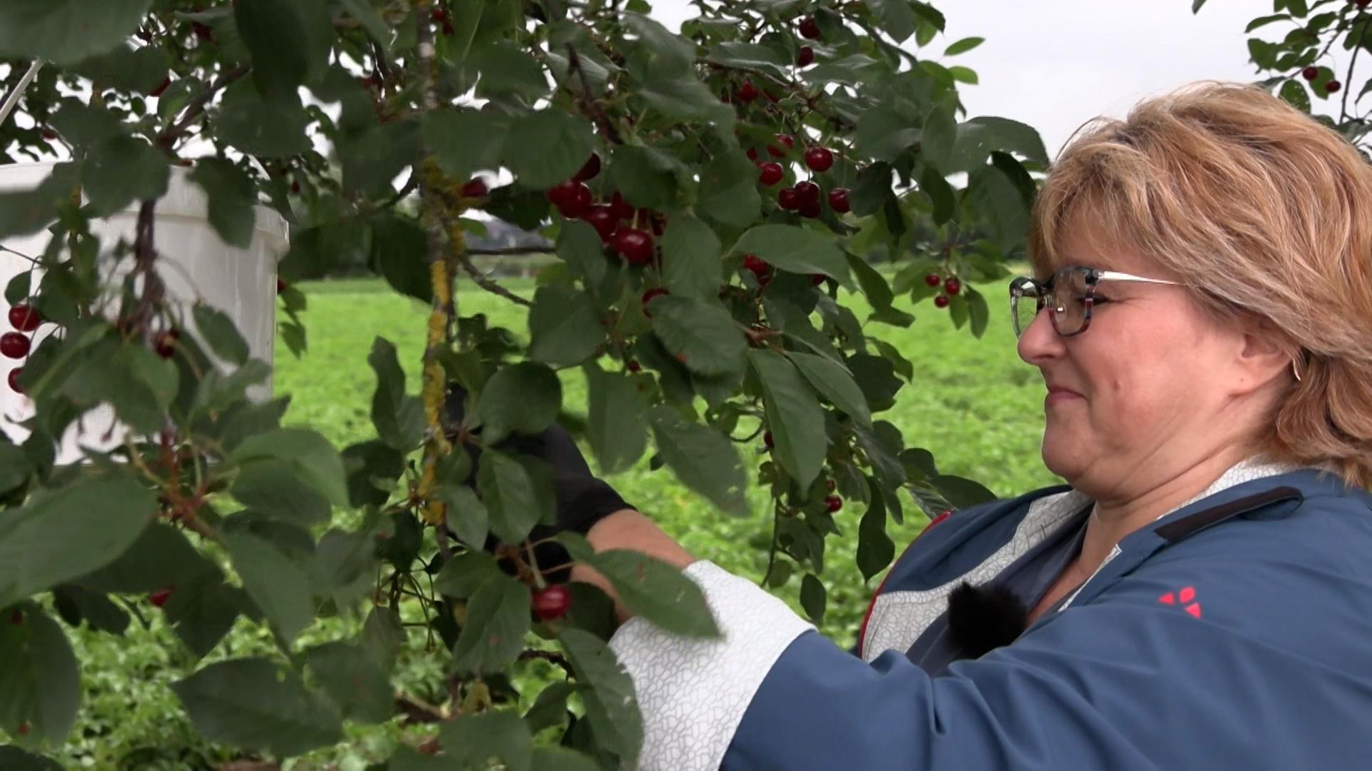 Die Schwäbische Weinweichsel: Selten gewordene Köstlichkeit | BR24