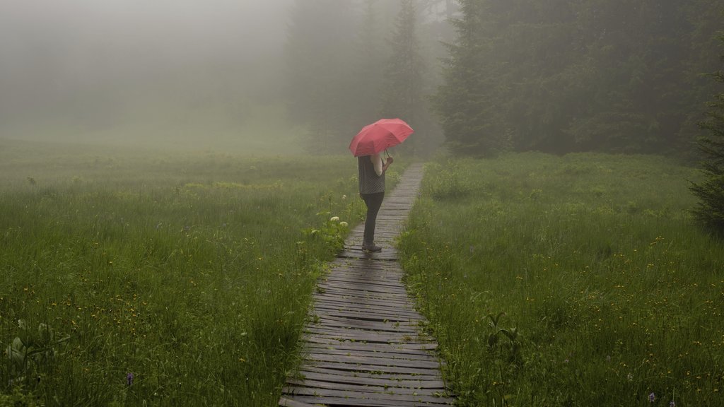 Zum Wochenbeginn kommt Regen nach Bayern – örtlich mit Gewitter | BR24