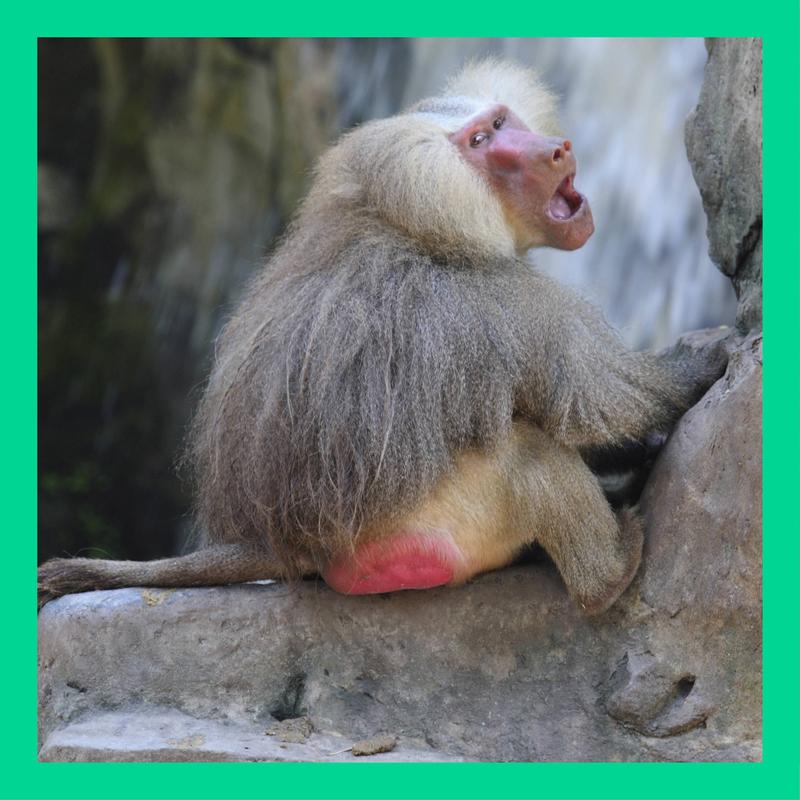 Wenn ein Pavian friert, hat er dann einen blauen Po? - Lachlabor ...