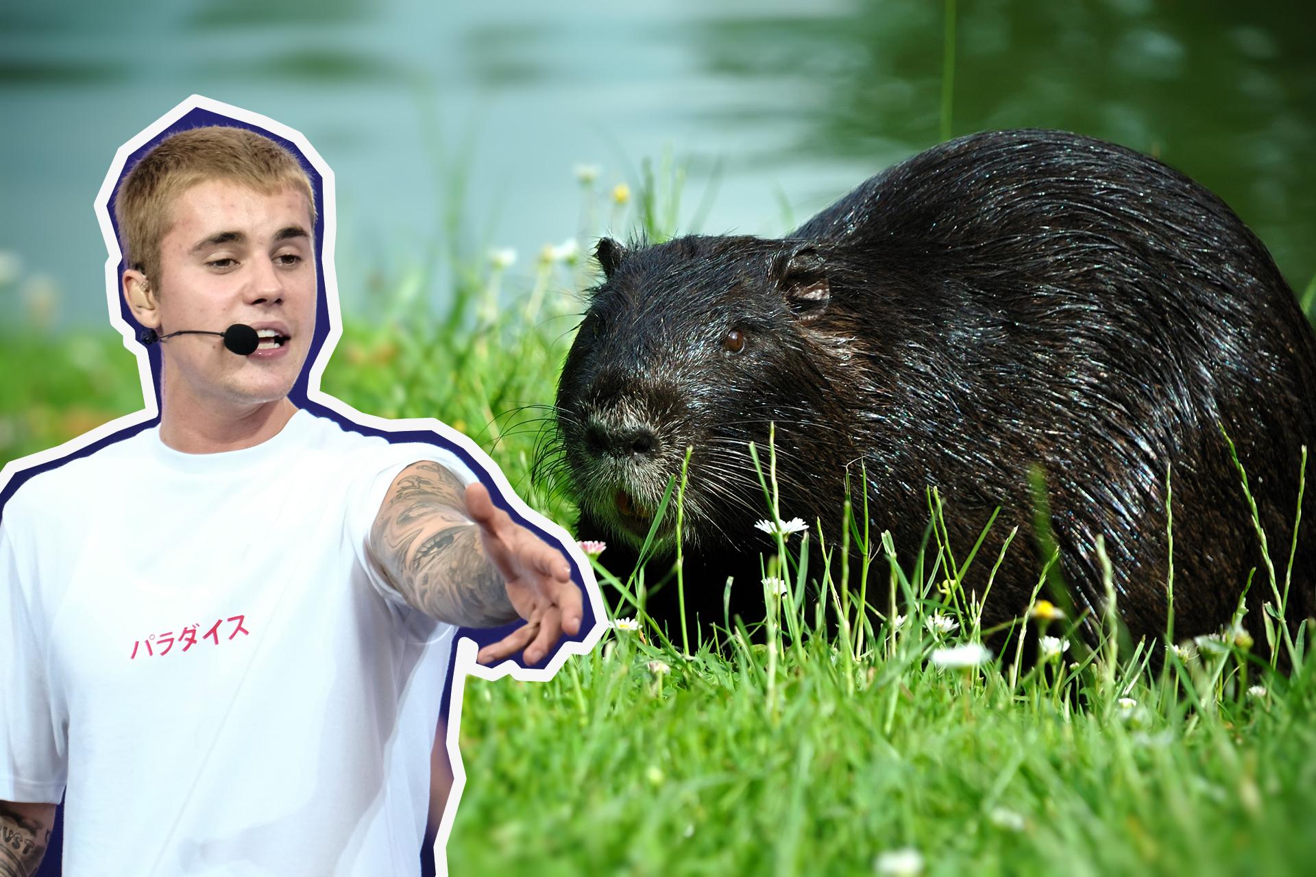 Zukunftsorakel 2016 war das Jahr des Biber - 2017 ist das Jahr des ...