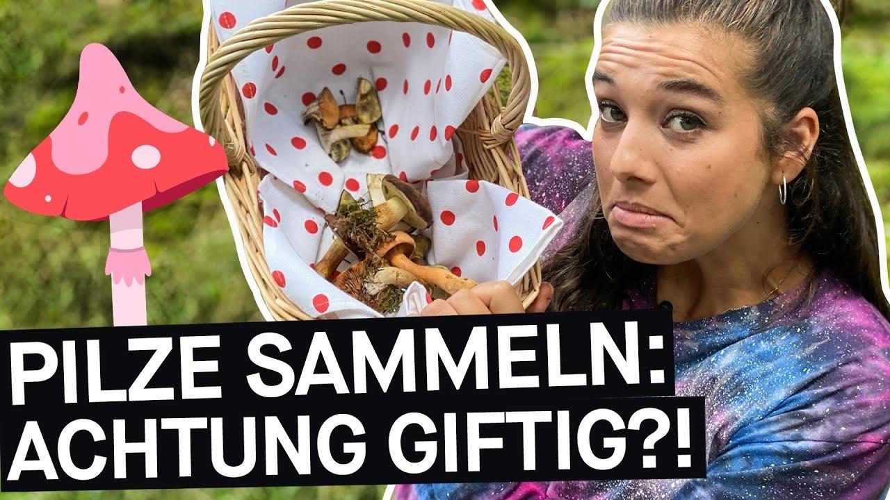 PULS Reportage Pilze sammeln: Wie leicht findet und bestimmt man ...