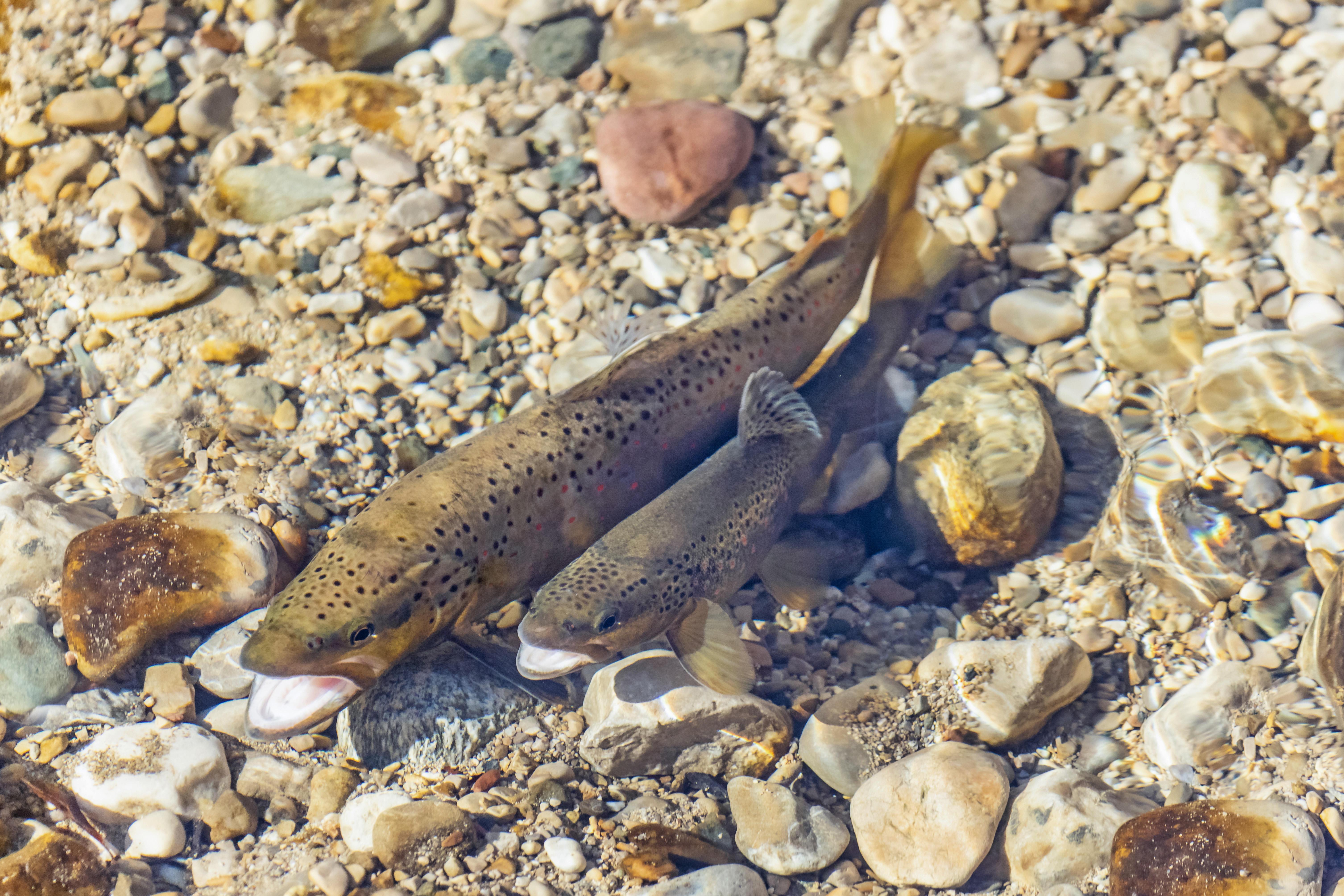 Forellen-Forschung: Friedbergerin gewinnt bei "Jugend forscht ...