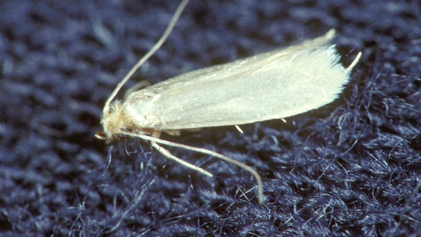 Wie wird man Kleidermotten wieder los? Hausmittel und Tipps | BR24