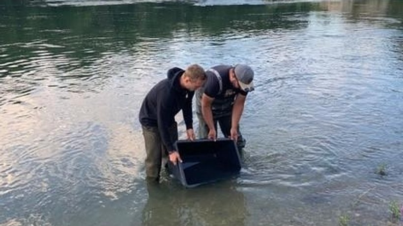 Seltene Fischart: 1.000 Streber haben ein neues Zuhause | BR24