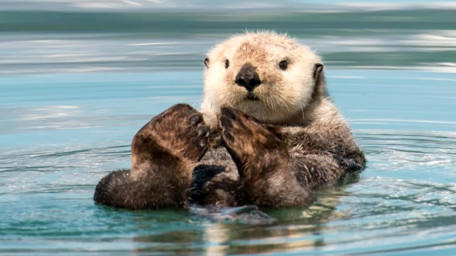 Besonders & bedroht : 5 Fakten über Seeotter