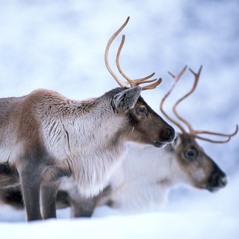 Das Rentier - Überlebenskünstler in der Arktis - Radiowissen | BR Podcast