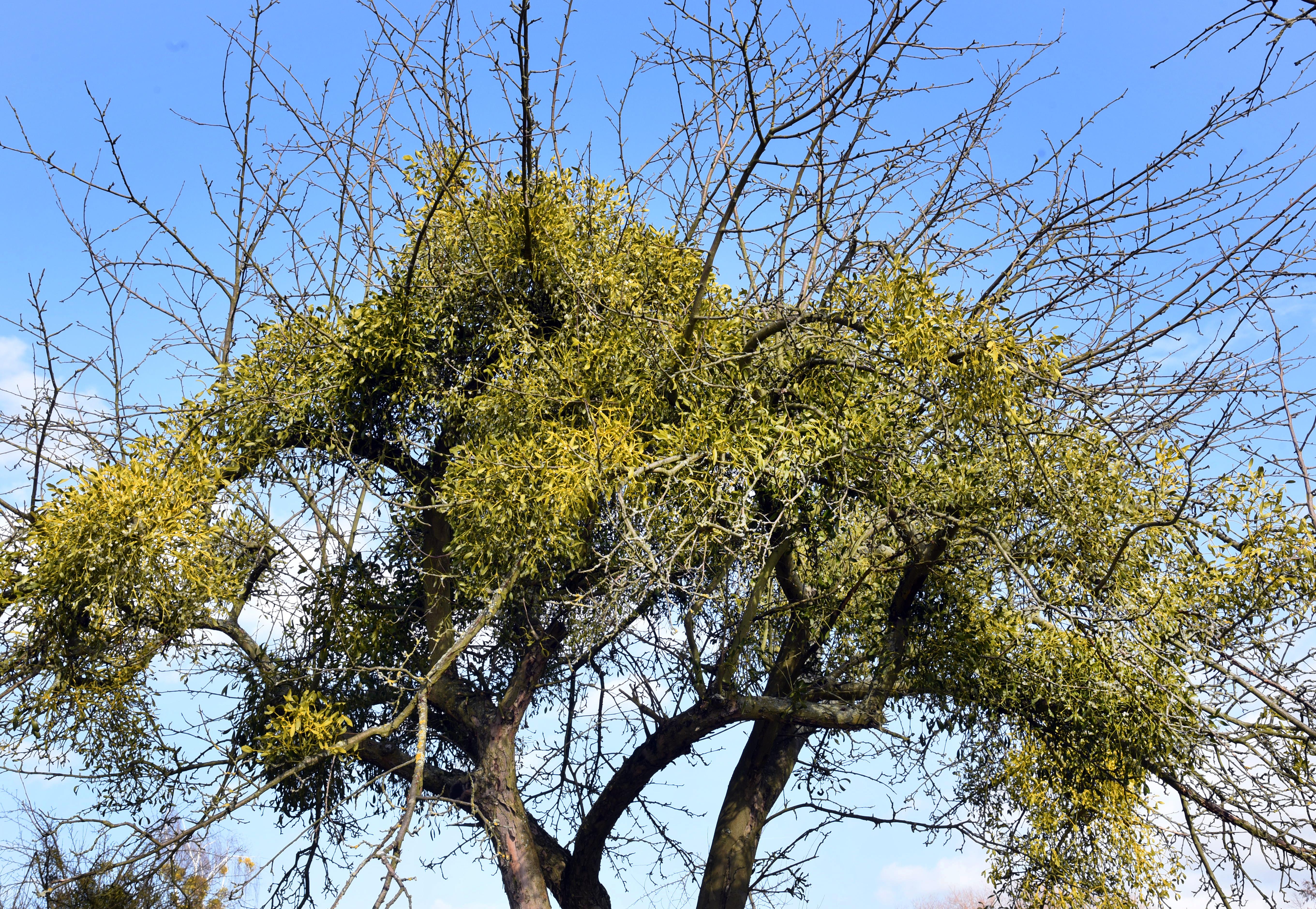 Immer mehr Misteln: Gefahr für Streuobstwiesen | BR24