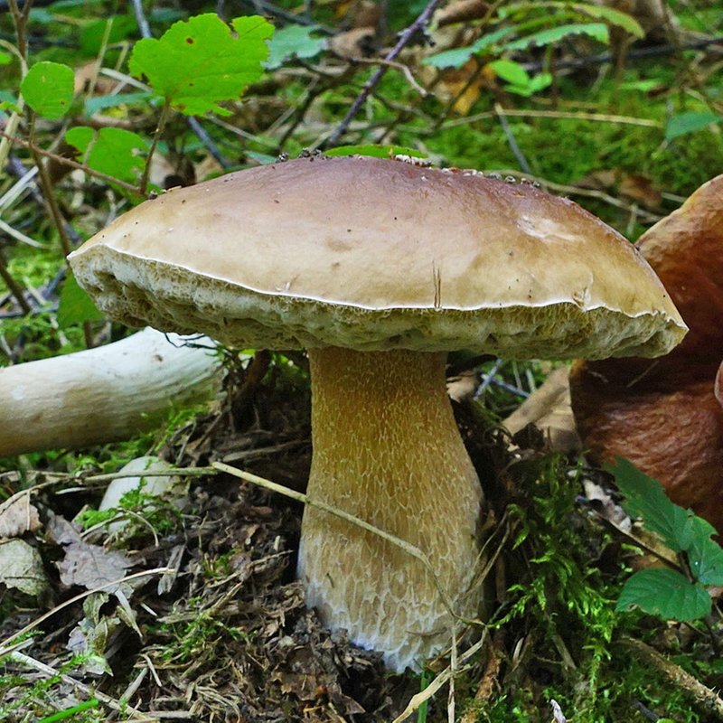 Viel Regen, kühles Wetter – aussichtsreiche Pilzsaison in Bayern | BR24