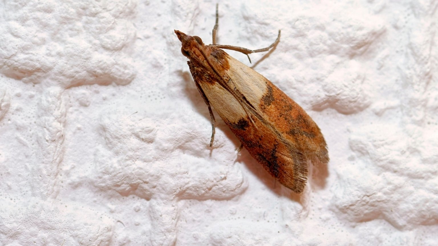 Wie wird man Kleidermotten wieder los? Hausmittel und Tipps | BR24