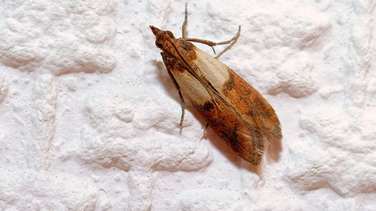 Wie wird man Kleidermotten wieder los? Hausmittel und Tipps | BR24