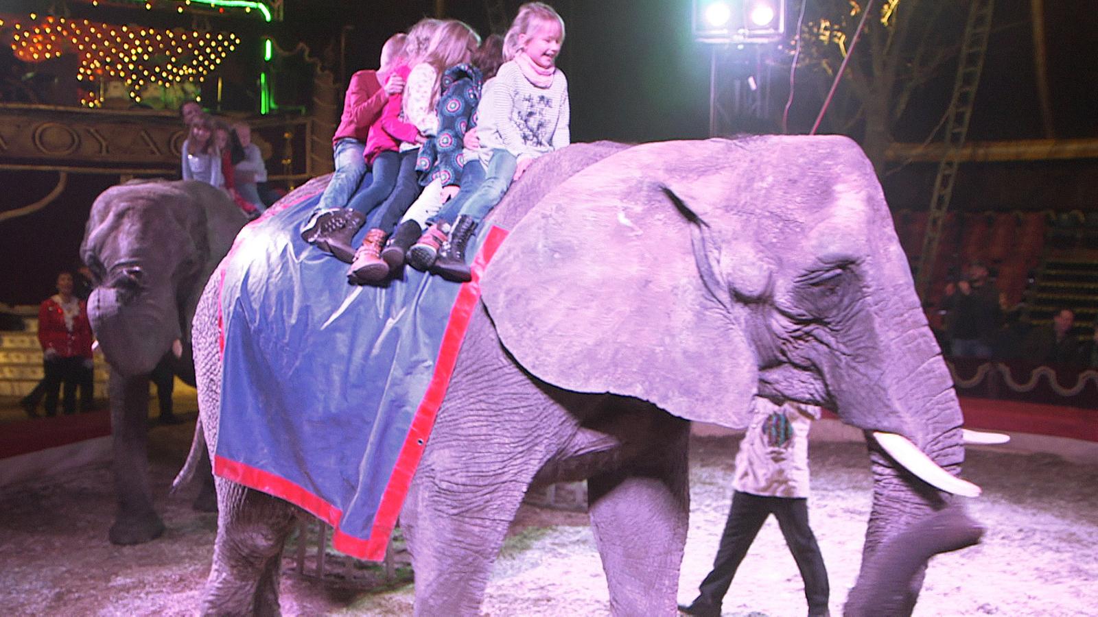 Wildtiere im Zirkus - Pro | BR24 Wildtiere im Zirkus - Pro | BR24