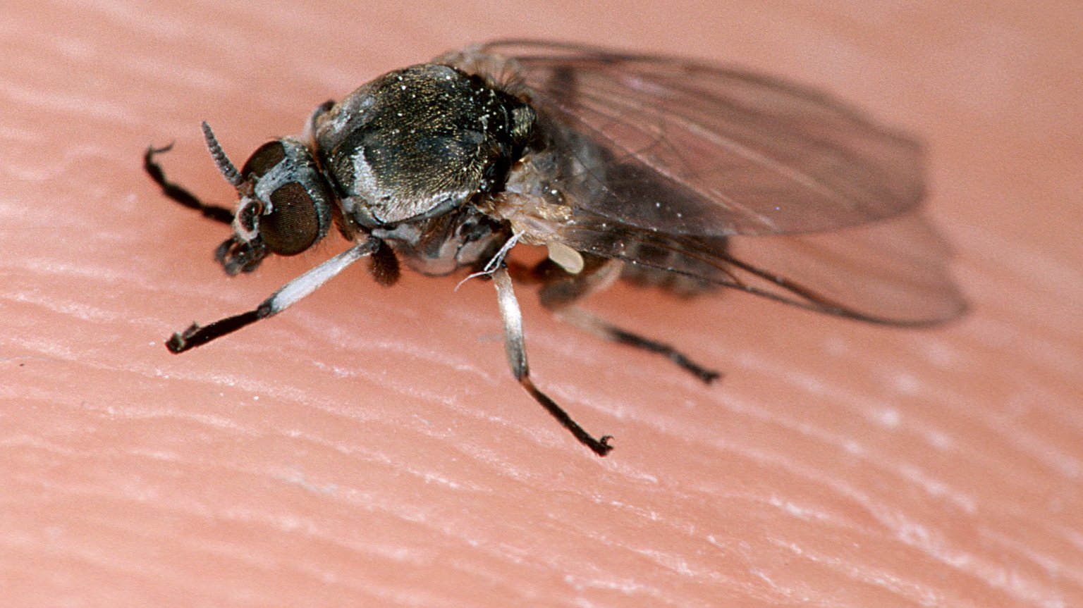 Grasmilben im Garten: Bisse erkennen und Juckreiz bekämpfen | BR24