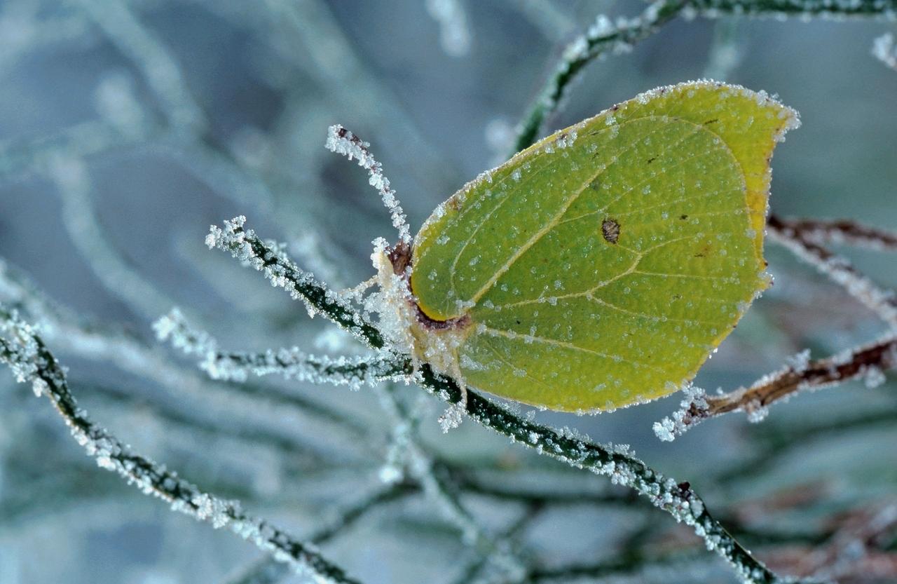Where Do Bugs Go In The Winter? - Gardeninguru