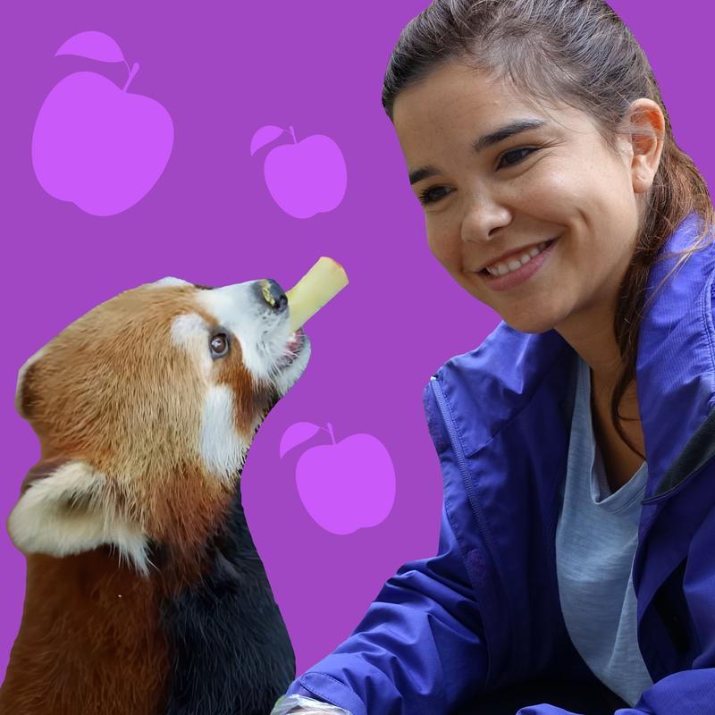 Rote Pandas - Kletterkönige mit sechs Fingern - Anna und die wilden ...