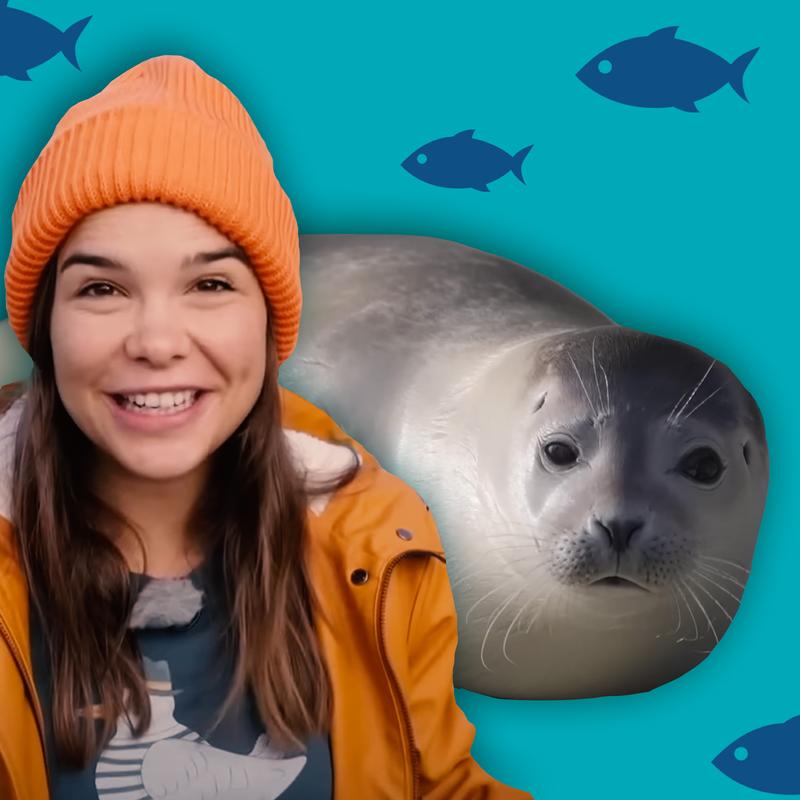 Robben - Anna und die wilden Tiere | BR Podcast