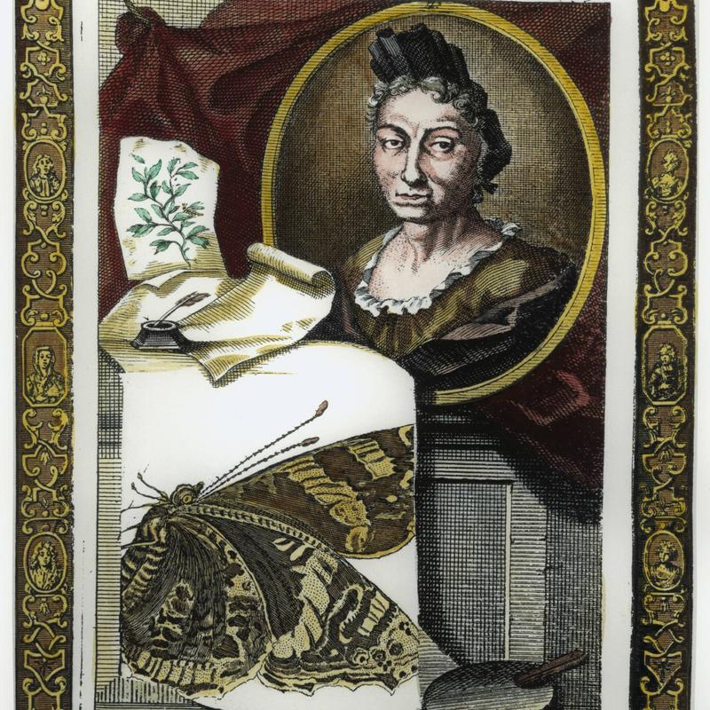 FRÜHE WELTREISENDE - Die Naturforscherin Maria Sibylla Merian - Alles ...