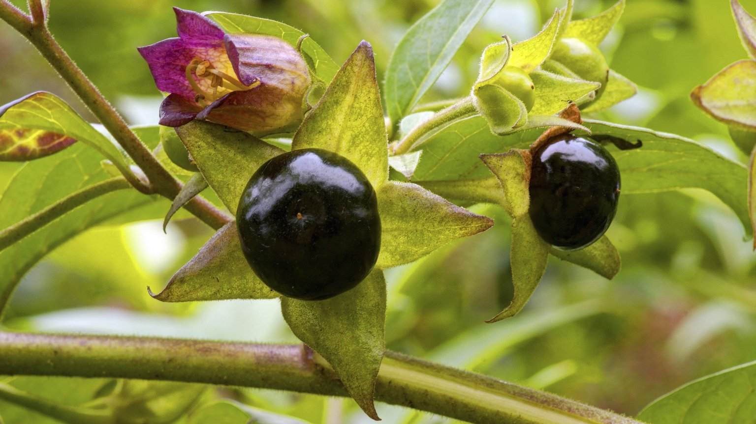 Giftpflanzen im Garten: Welche Pflanzen sind am giftigsten? | BR24