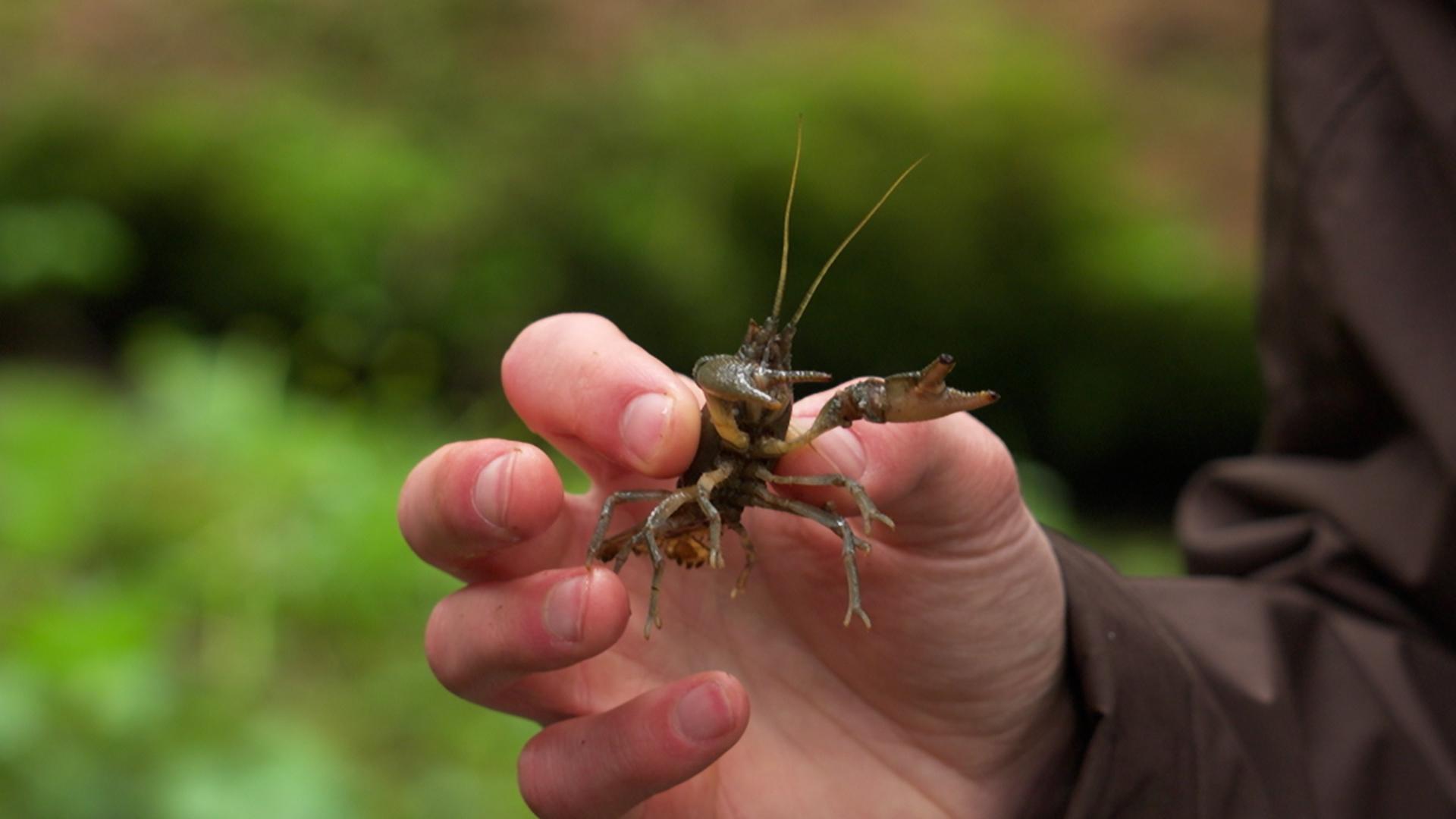 Gibt es im Bayerwald Hoffnung für den seltenen Steinkrebs? | BR24