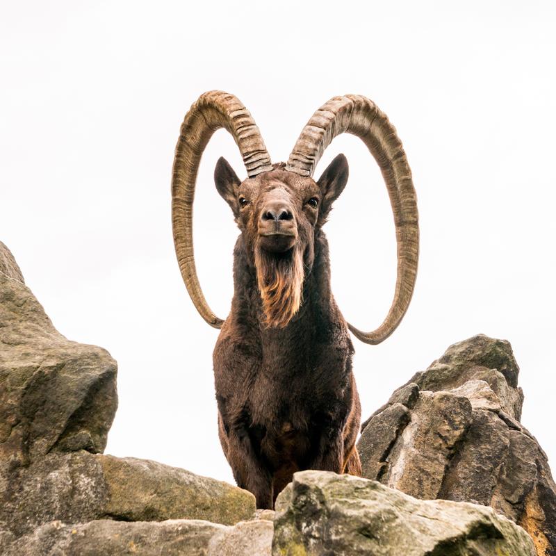 Der Steinbock - Majestätischer Gipfelstürmer - Radiowissen | BR Podcast
