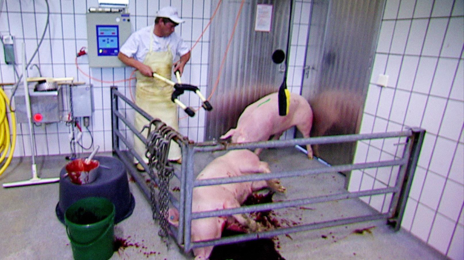 Schweineschlachtung : Elektrobetäubung statt CO2