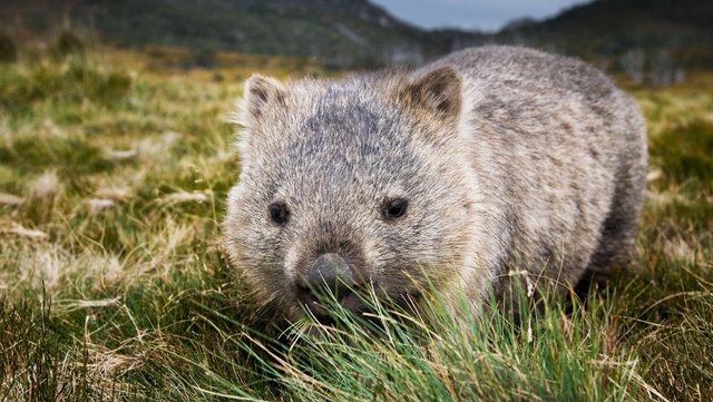 Rätsel gelöst: So entsteht der Würfel-Kot von Wombats | BR24