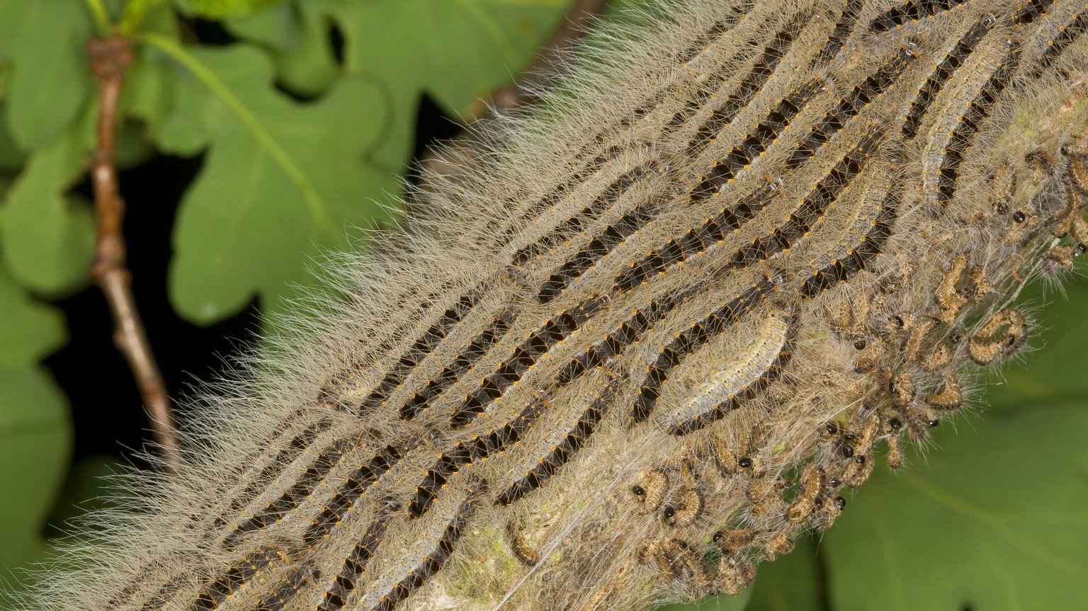 Wie gefährlich ist der Eichenprozessionsspinner wirklich? | BR24