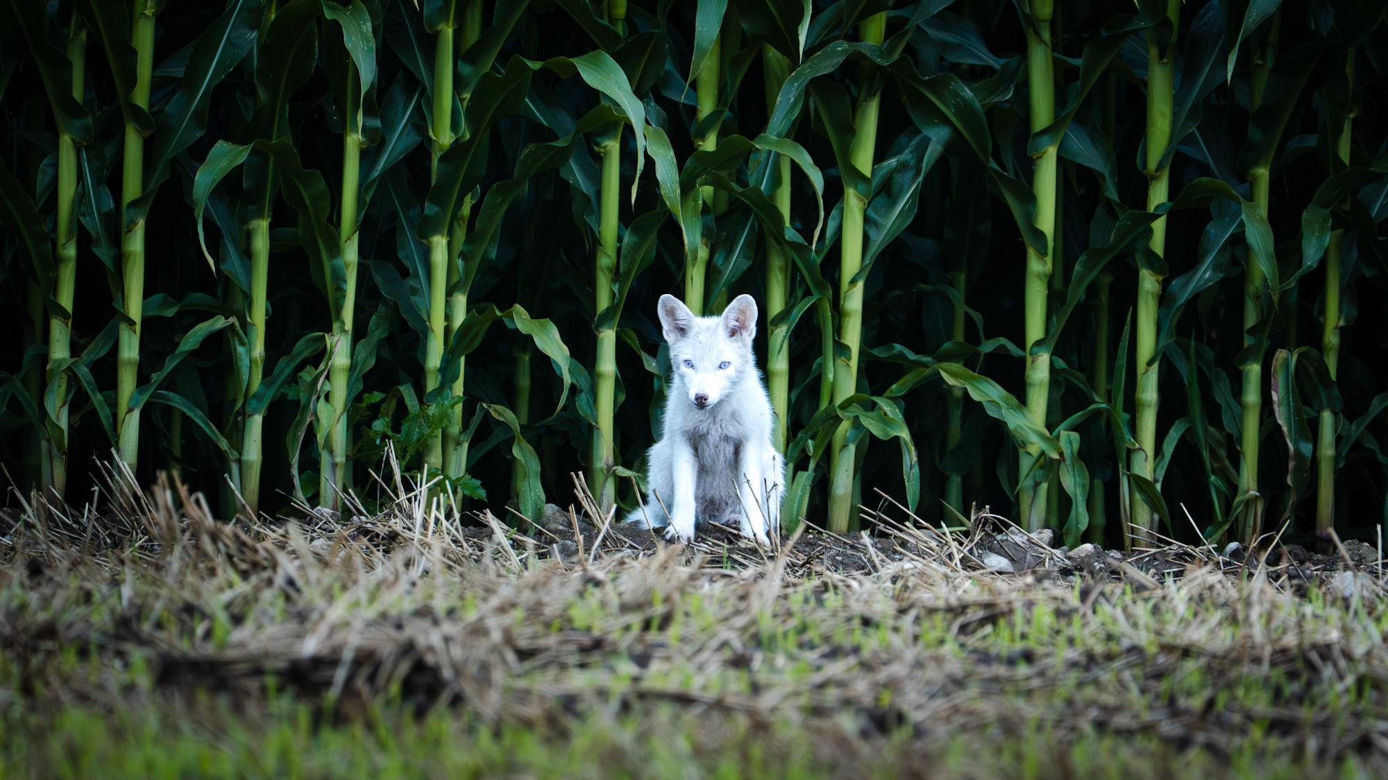 Ppwyang leaked naked she is more professional and not your