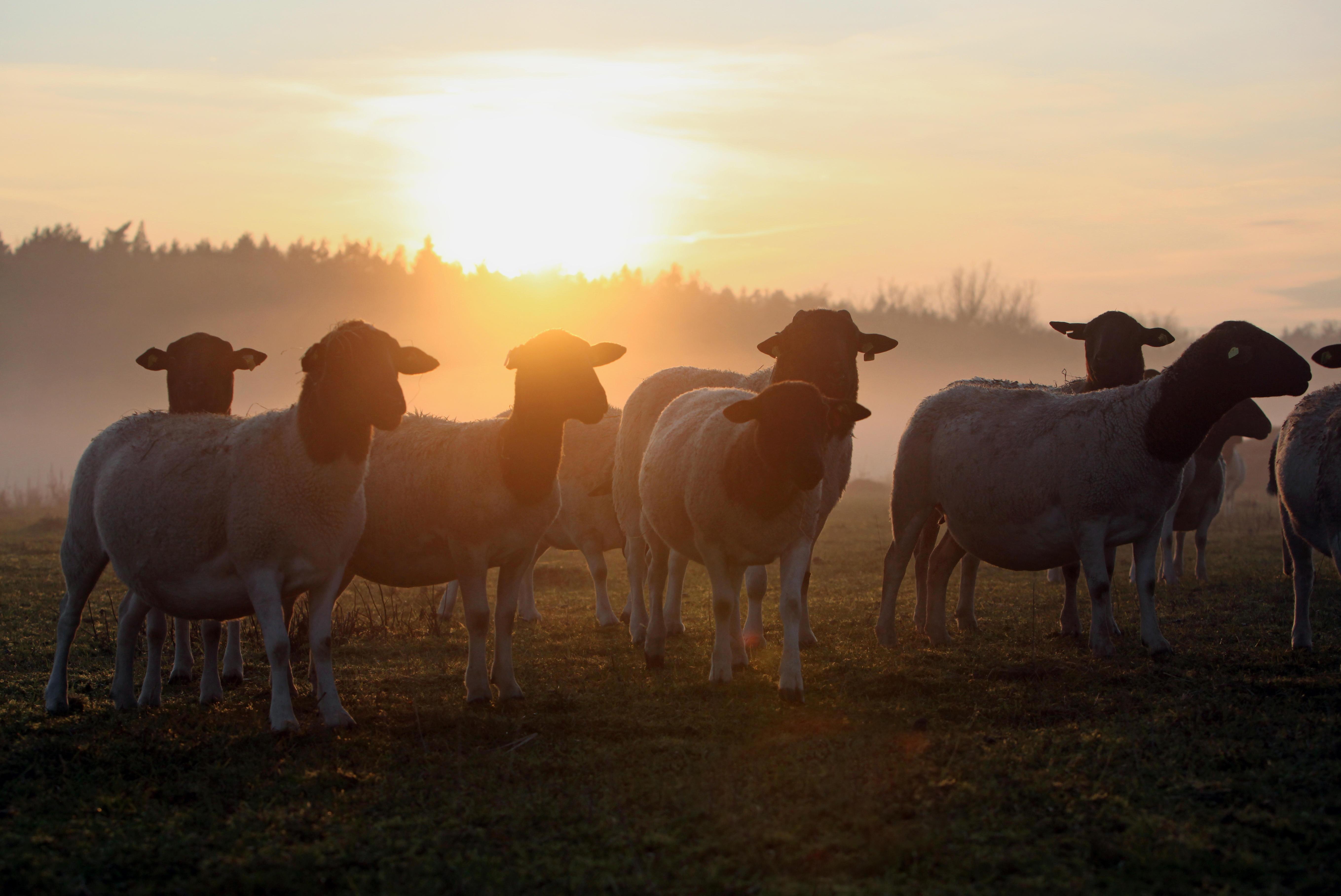 Streunende Schafe im Spessart: Dürfen sie am Leben bleiben? | BR24