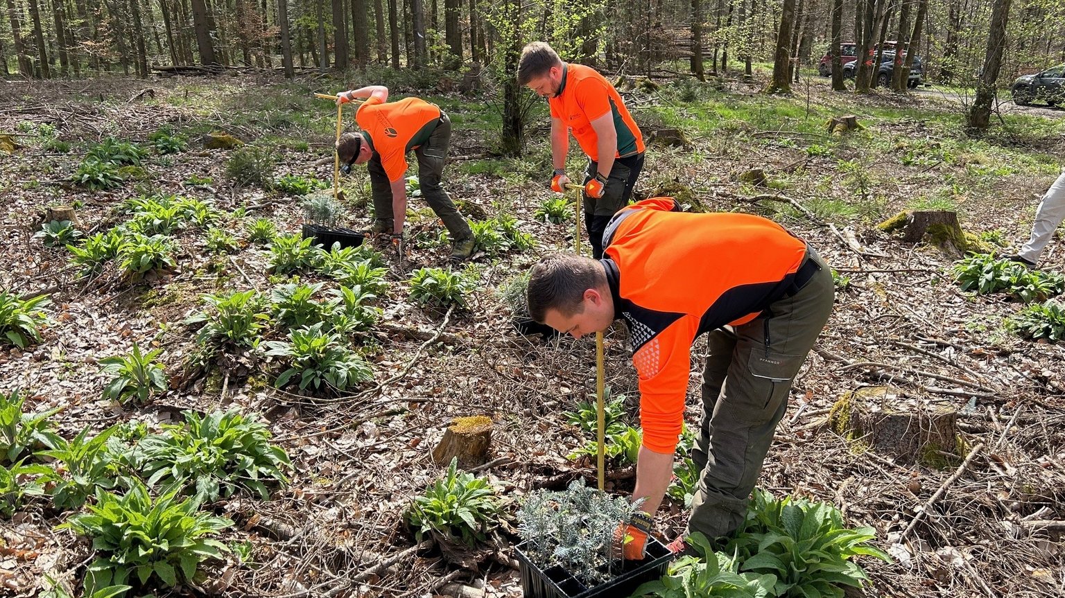 Zukunftswald: Neues Leben durch nachhaltige Aufforstung | BR24