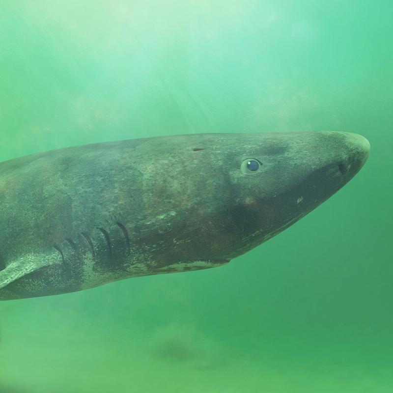 Der Grönlandhai - Das langlebigste bekannte Wirbeltier der Welt ...