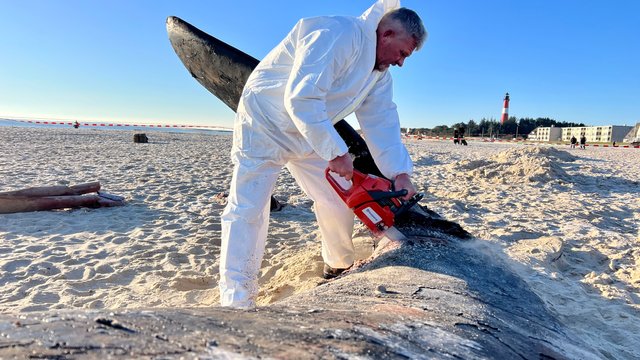 Mit Kettensäge: Experten zerlegen toten Pottwal auf Sylt | BR24