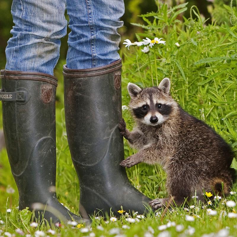 Wildtiermangement - Wie mit wilden Tieren leben? - Radiowissen | BR Podcast