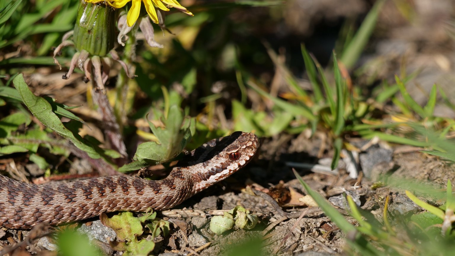 Kreuzottern im Garten: Wie eine Familie friedlich mit ihnen lebt | BR24