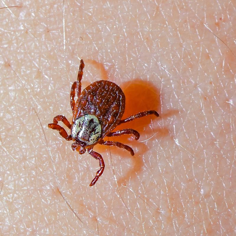 Zeckenforscherin Ute Mackenstedt über das Risiko von FSME: "Sobald die ...